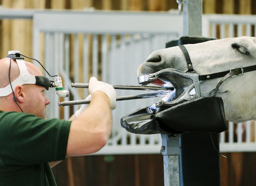 Horse Teeth Floating: What It Is and Why It’s Done | PetMD